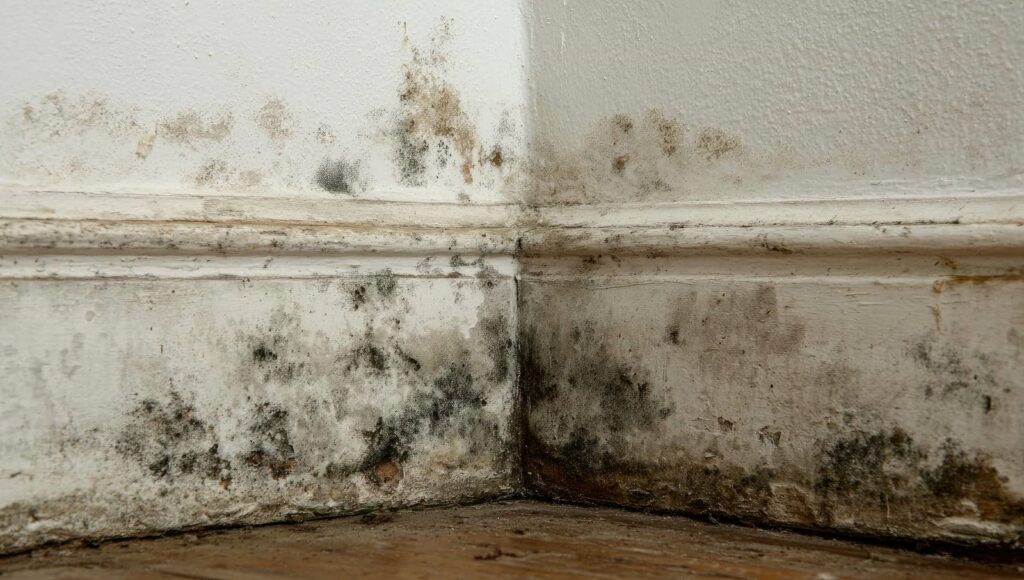 Proven Mold Remediation Techniques Post-Flood | Quick Restore of Tucson ...